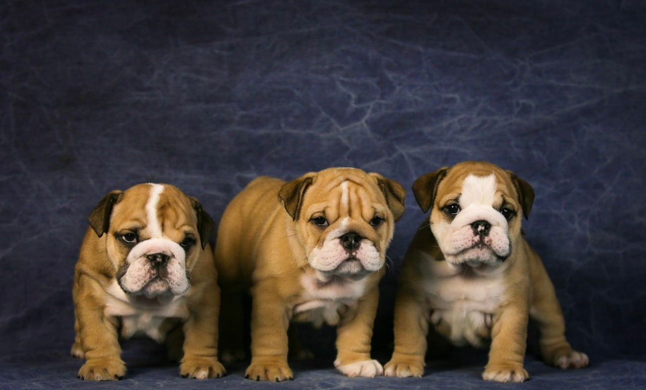 English bulldog puppy - premium bulldogs